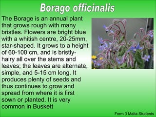 Buskett Plants | PPT