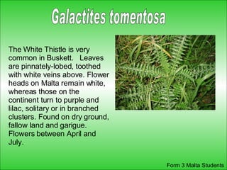 Buskett Plants | PPT