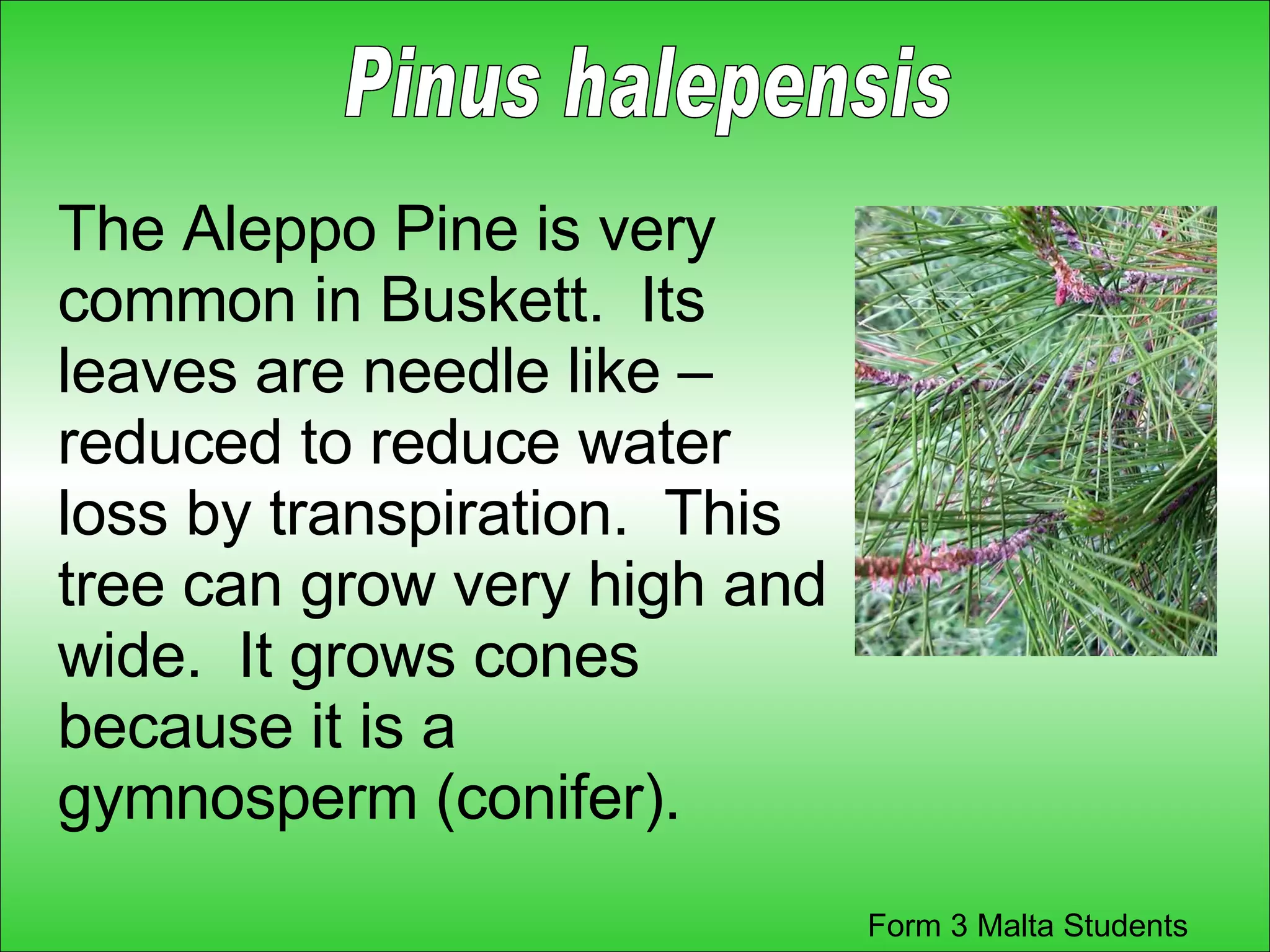 Buskett Trees | PPT