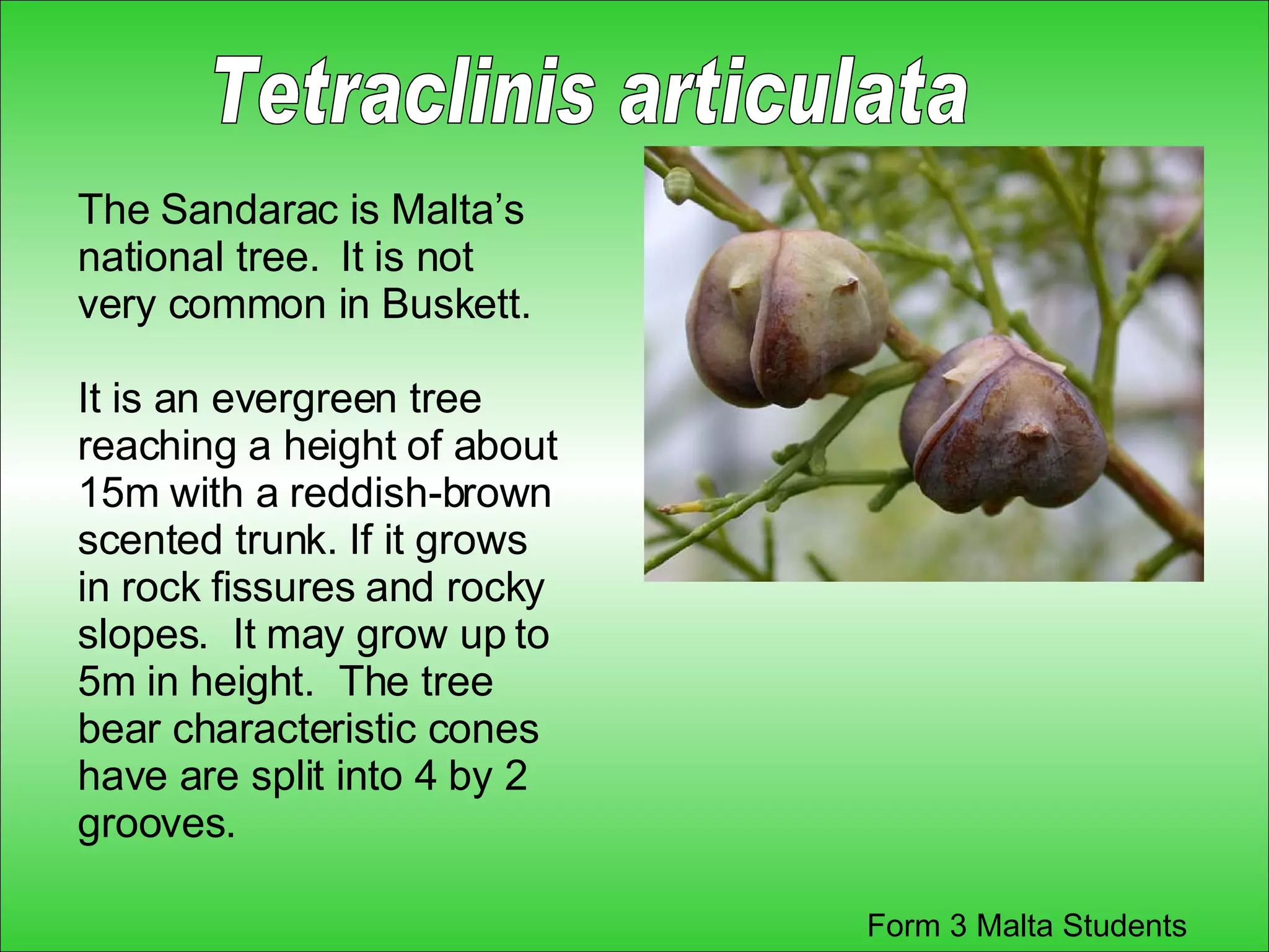 Buskett Trees | PPT