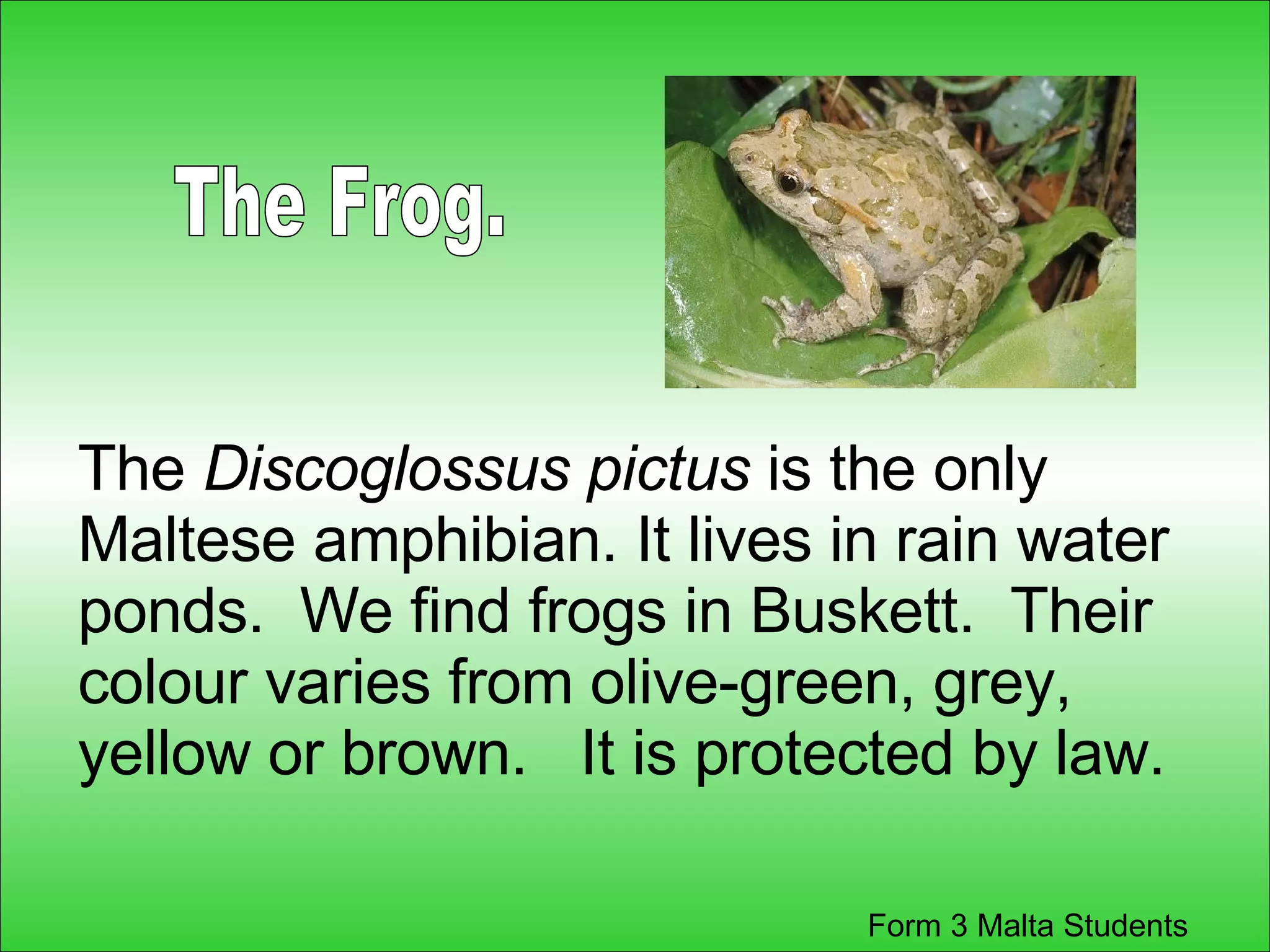 Buskett Trees | PPT