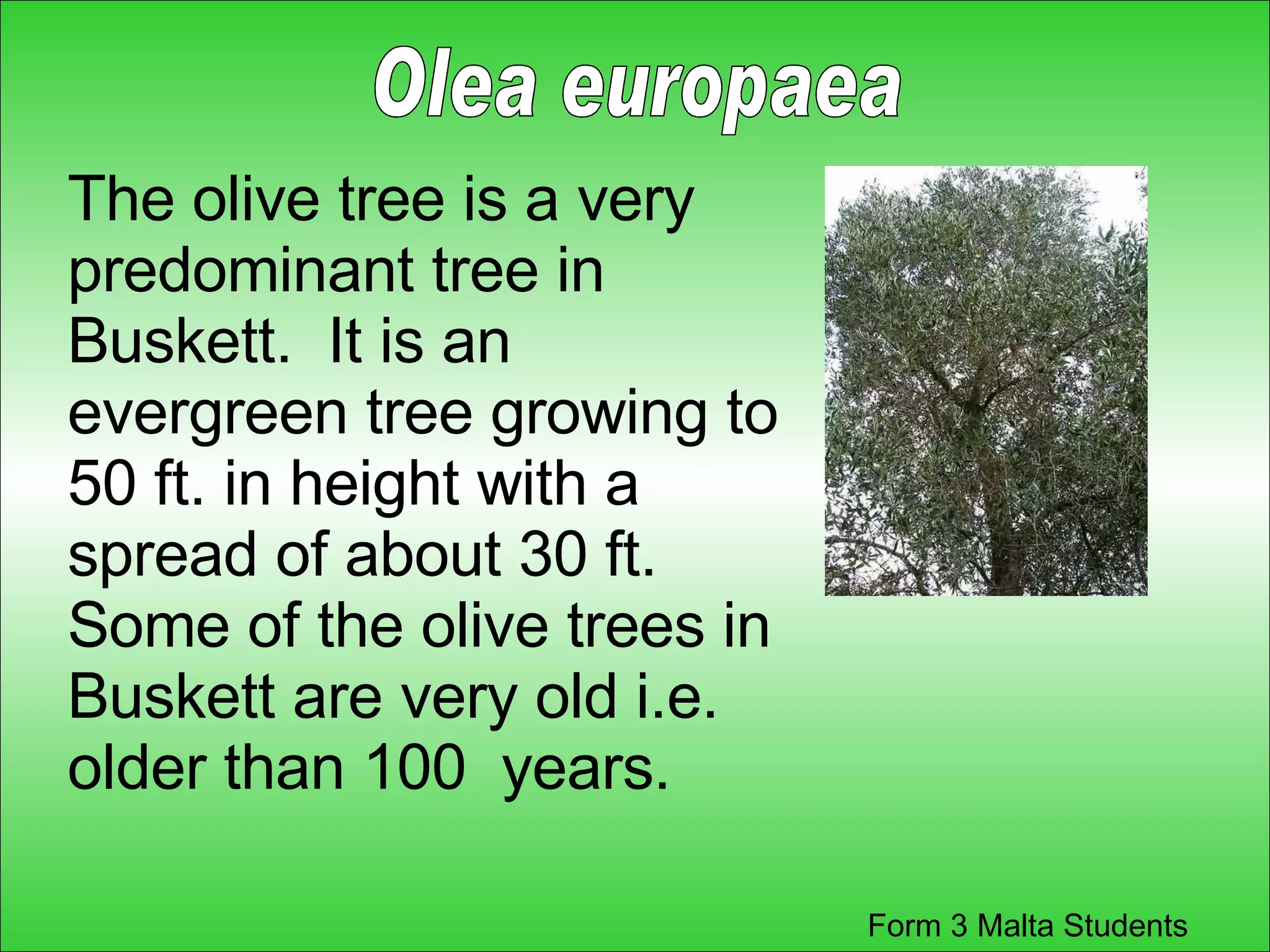 Buskett Trees | PPT