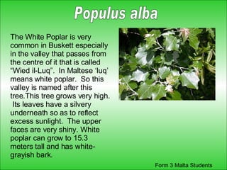 Buskett Trees | PPT