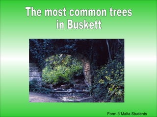 Buskett Trees | PPT