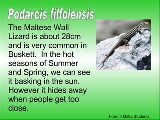 Buskett Trees | PPT