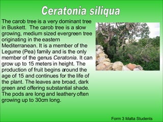 Buskett Trees | PPT