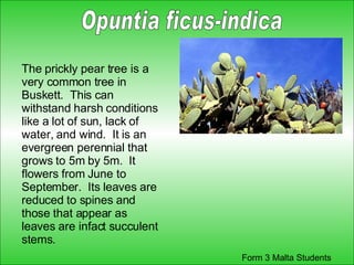 Buskett Trees | PPT