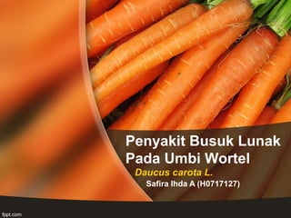 Busuk Lunak Umbi Wortel (Safira Ihda A.-H0717127).ppt