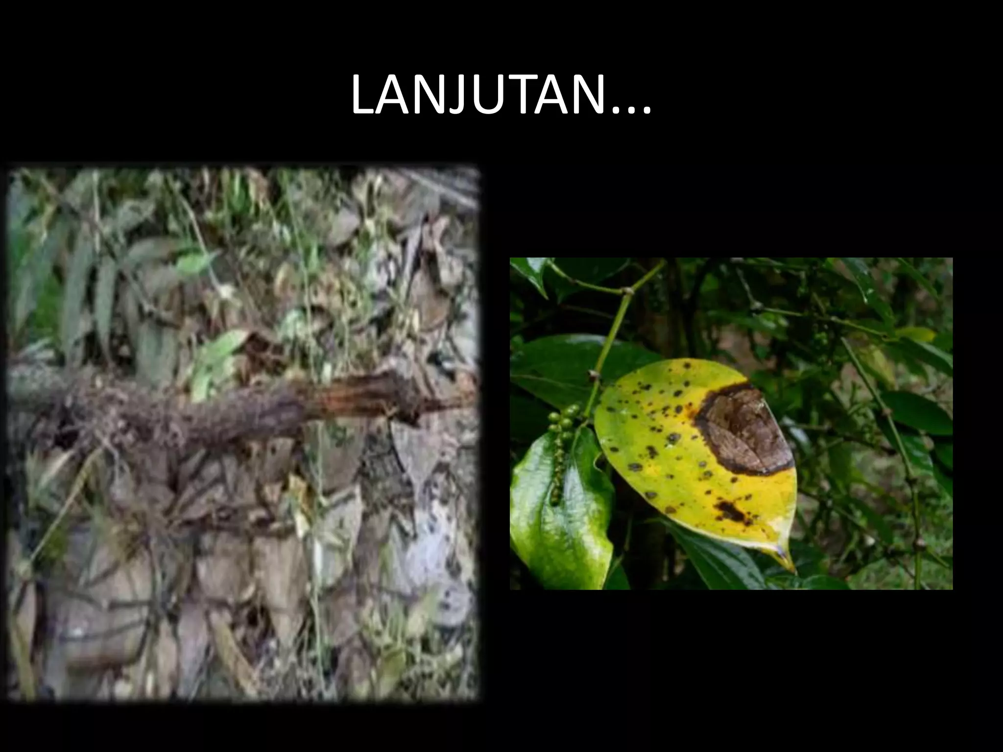 penyakit Busuk pangkal batang lada | PPT