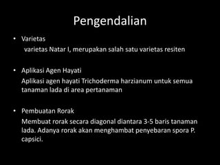 penyakit Busuk pangkal batang lada | PPTX