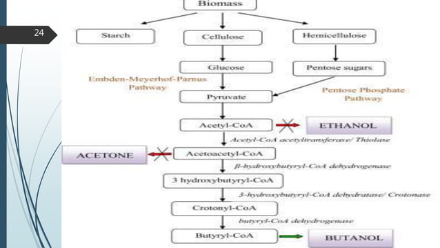Butanol production | PPTX