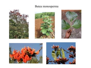 Butea | PPTX