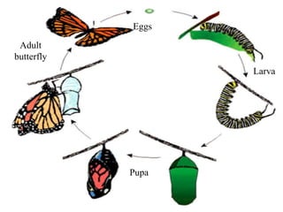 Butterfly life cycle | PPTX