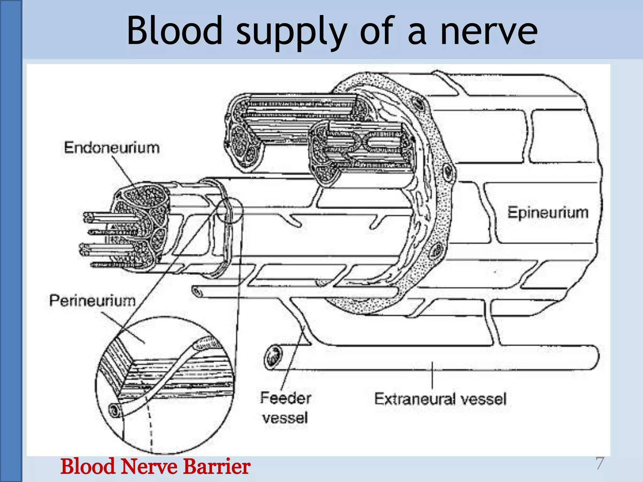 Neurodynamics, mobilization of nervous system, neural mobilization | PPTX