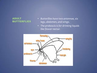 Butterfly Proboscis Diagram