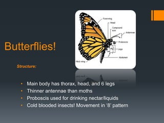 Butterflies! | PPTX
