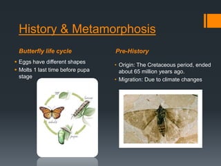 Butterflies! | PPTX