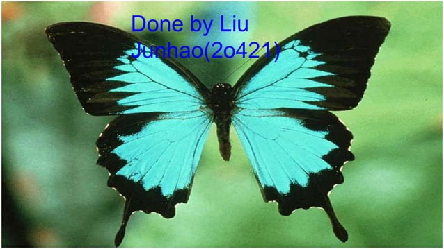 Butterflies Haiku | PPT
