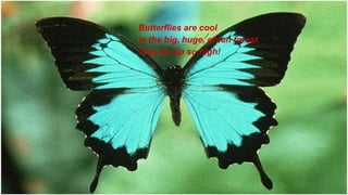Butterflies Haiku | PPTX