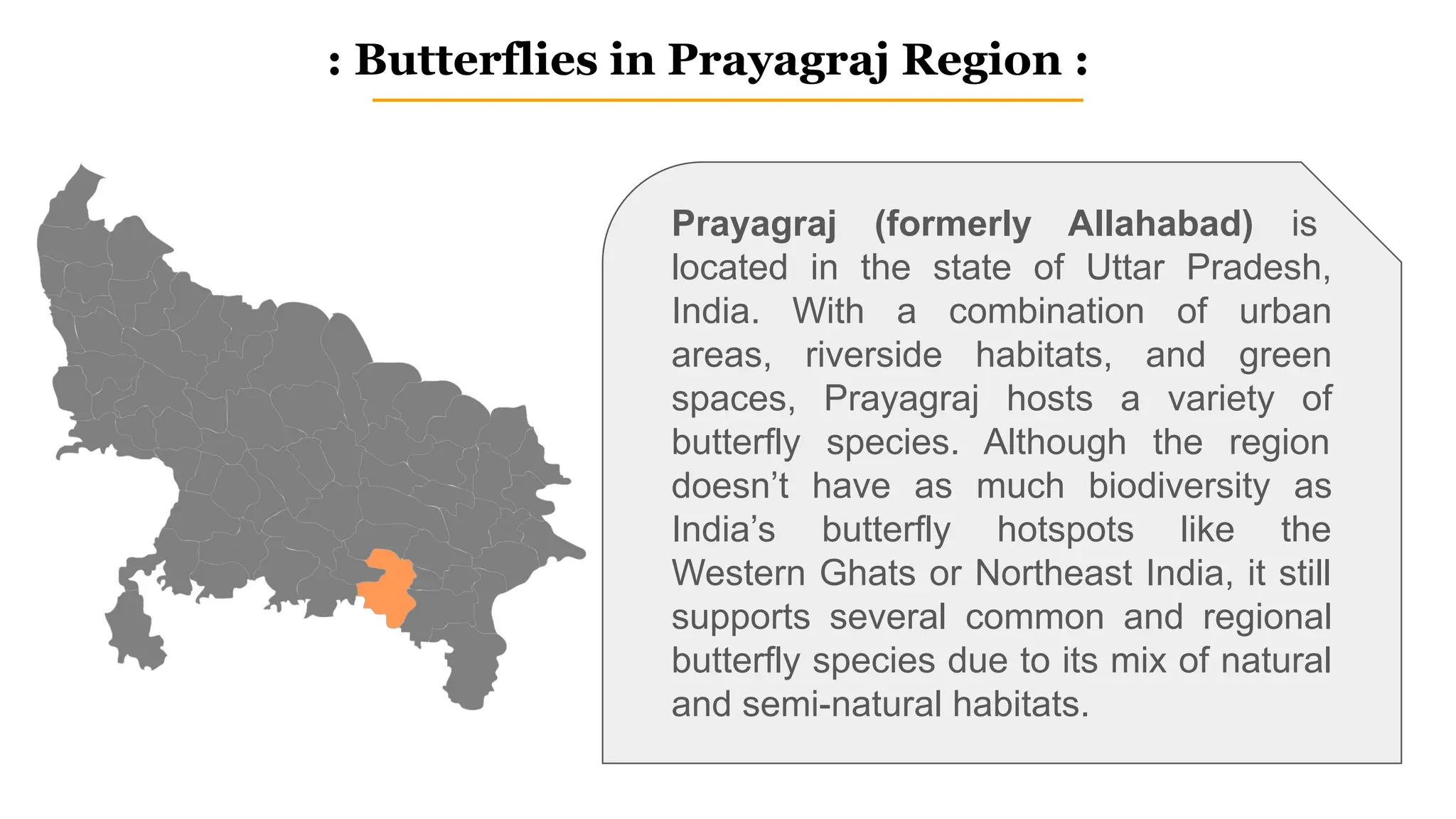 Butterflies of india and prayagraj region | PDF