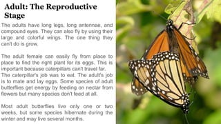 Butterflies of india and prayagraj region | PDF