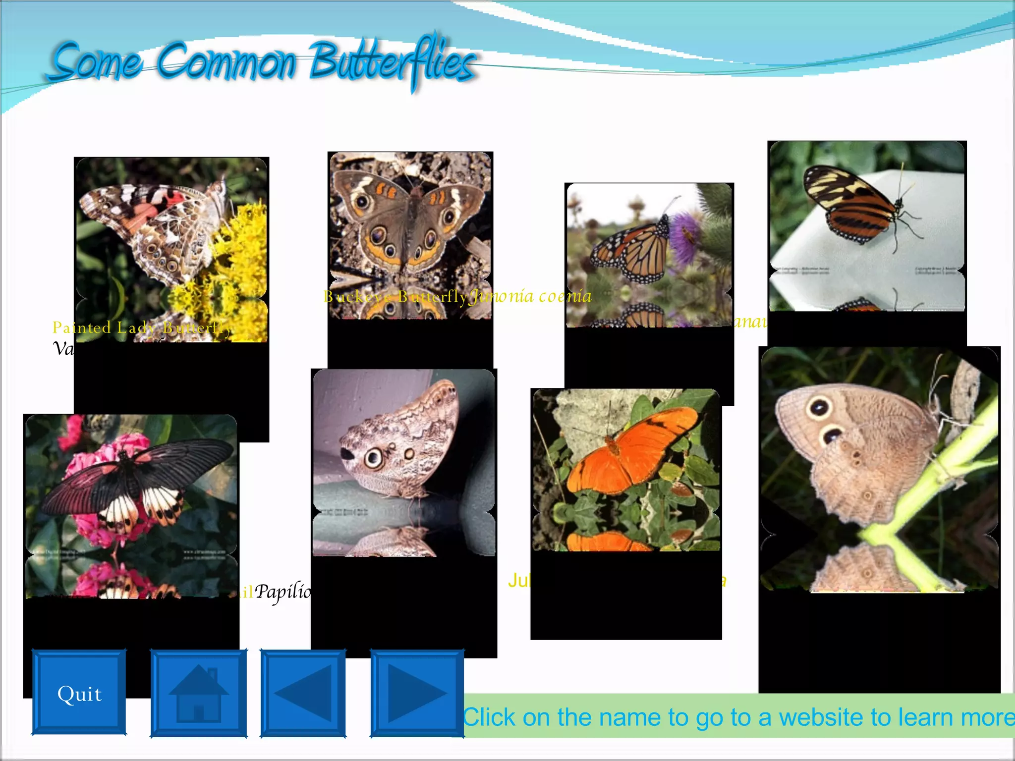 Butterflies Interactive Powerpoint | PPT