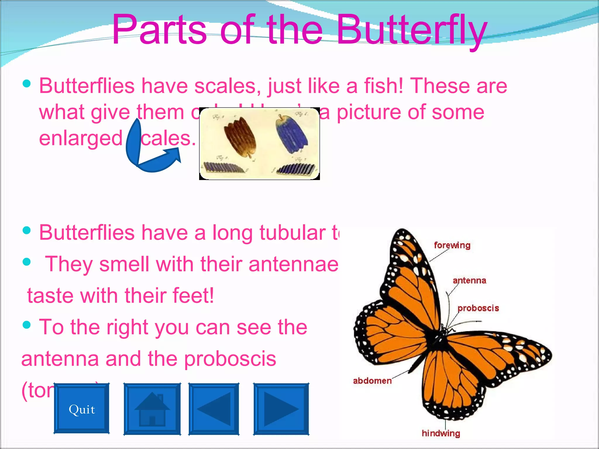 Butterflies Interactive Powerpoint | PPT
