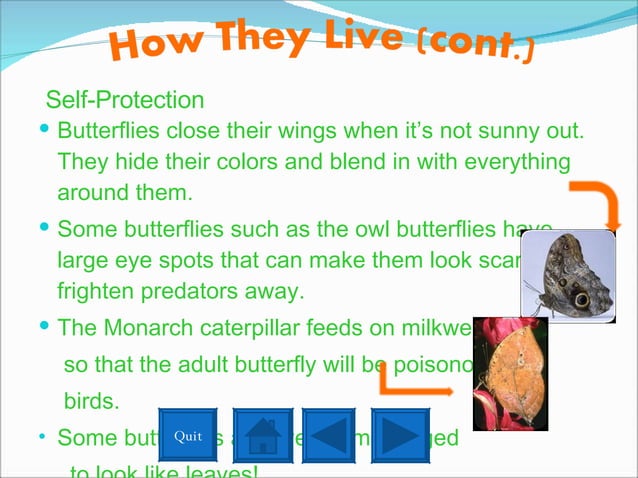 Butterflies Interactive Powerpoint | PPT