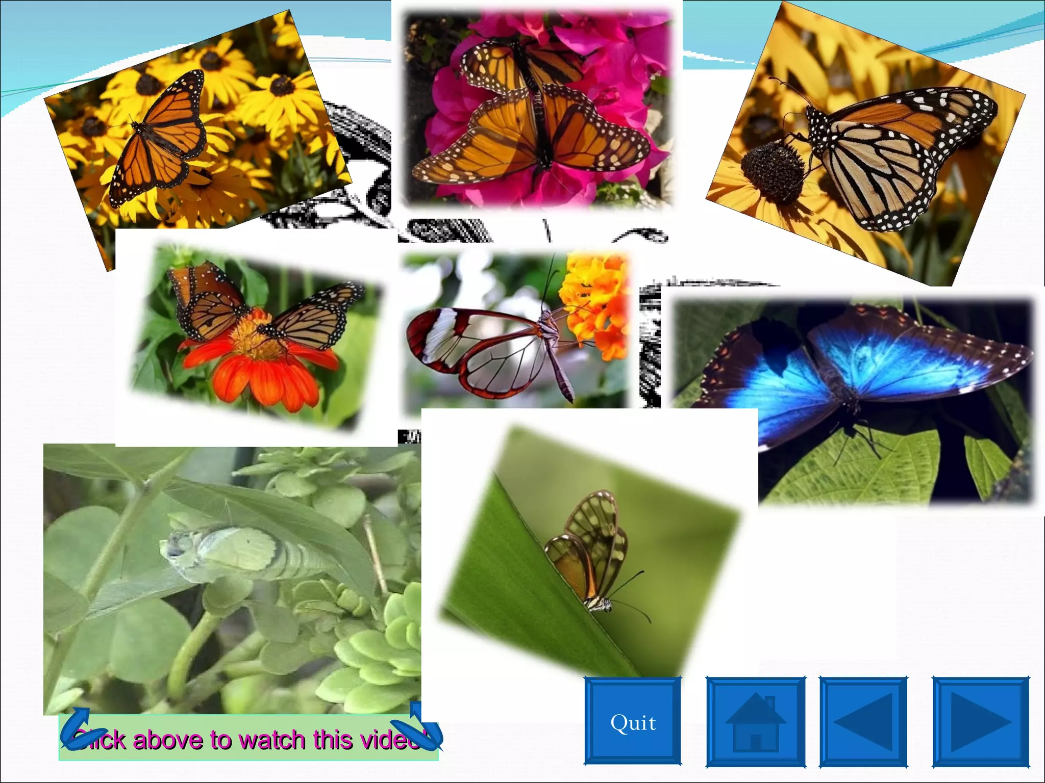 Butterflies Interactive Powerpoint | PPT | Geography | Science