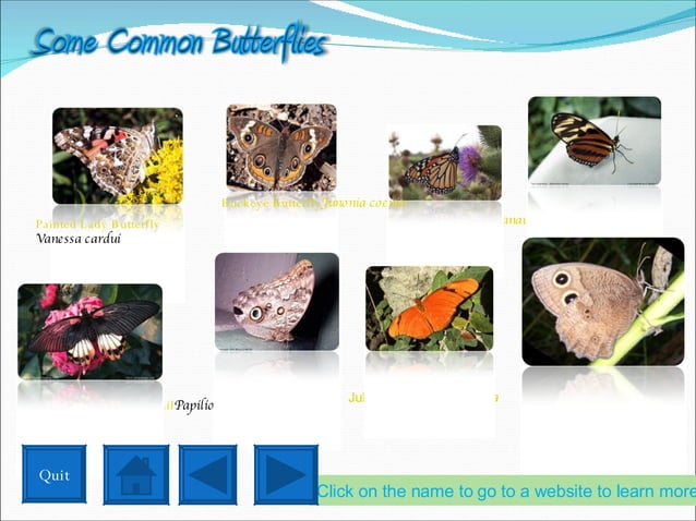 Butterflies Interactive Powerpoint | PPT