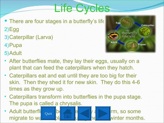 Butterflies Interactive Powerpoint | PPT