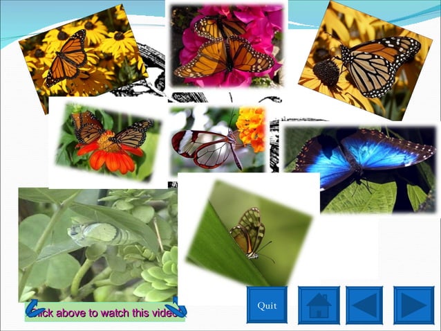 Butterflies Interactive Powerpoint | PPT