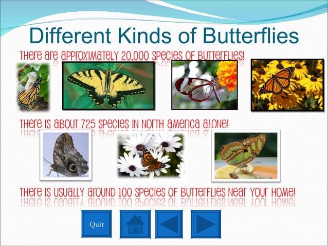 Butterflies Interactive Powerpoint | PPT