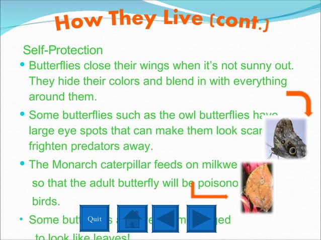 Butterflies Interactive Powerpoint | PPT