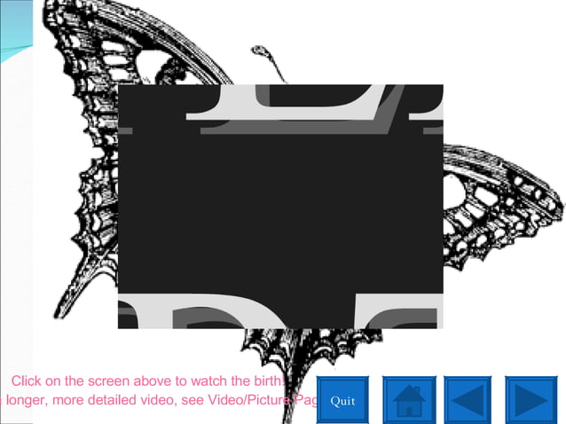 Butterflies Interactive Powerpoint | PPT