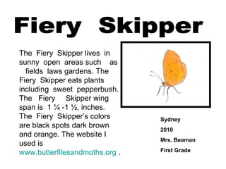 Butterflies from beaman | PPT