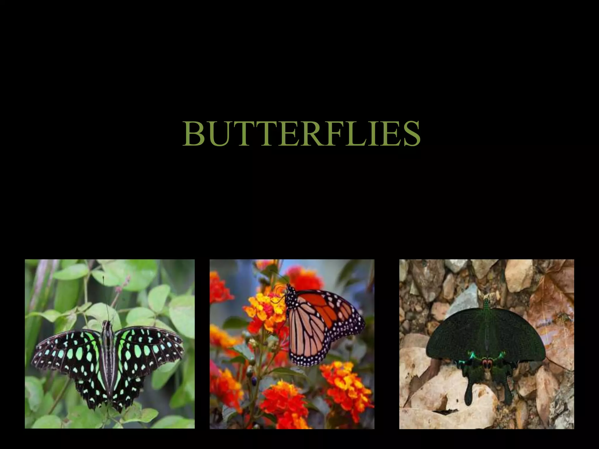 Butterflies introduction. | PPTX