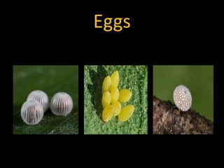 Butterflies introduction. | PPTX
