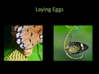 Butterflies introduction. | PPTX