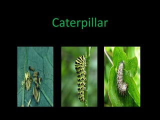 Butterflies introduction. | PPTX