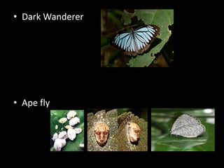 Butterflies introduction. | PPTX