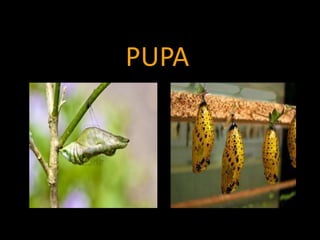 Butterflies introduction. | PPTX