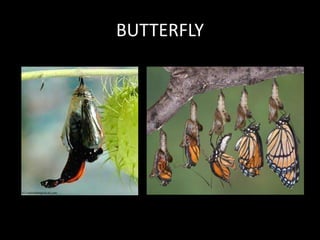 Butterflies introduction. | PPTX