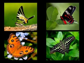 Butterflies introduction. | PPTX