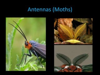 Butterflies introduction. | PPTX