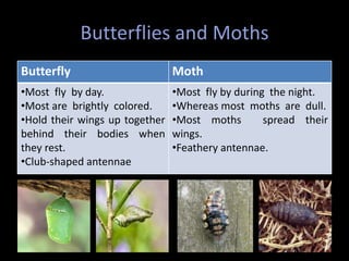 Butterflies introduction. | PPTX