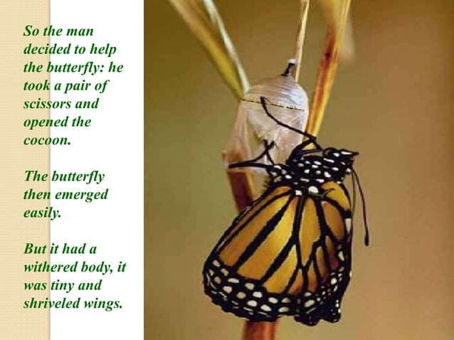 Butterflies lesson | PPT