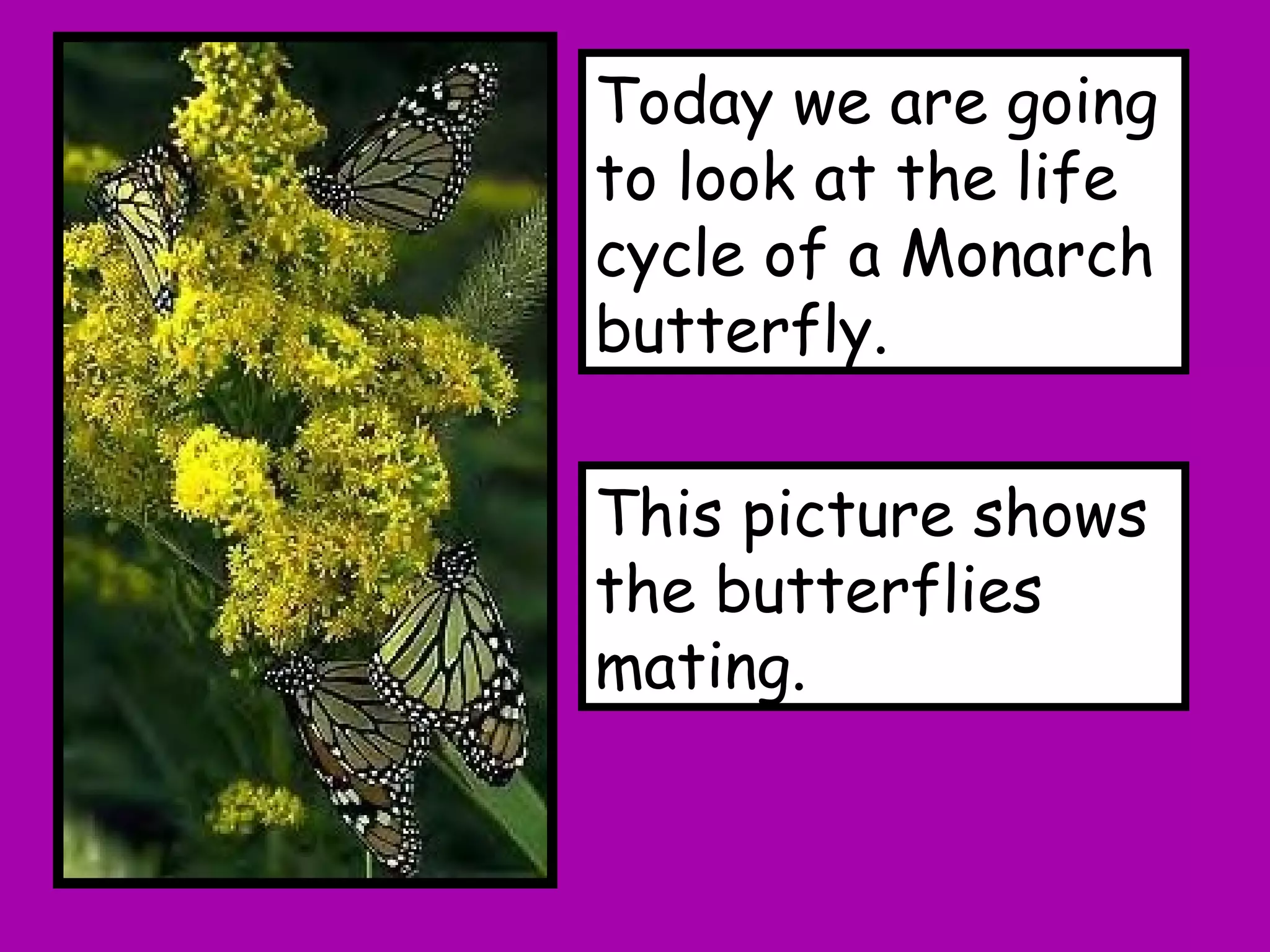 Butterflies life cycle 1 | PPT