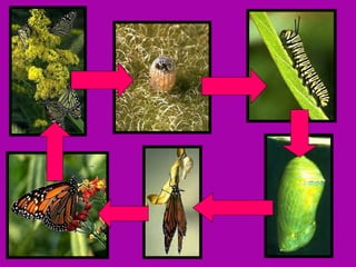 Butterflies life cycle 1 | PPT