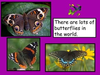 Butterflies life cycle 1 | PPT